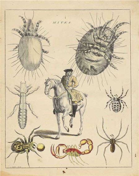 Eleazar Albin | : A Natural History of Spiders and other Curious ...