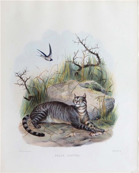 Daniel Giraud Elliot | Felis Caffra - The Caffer Cat (1878 - 1881 ...