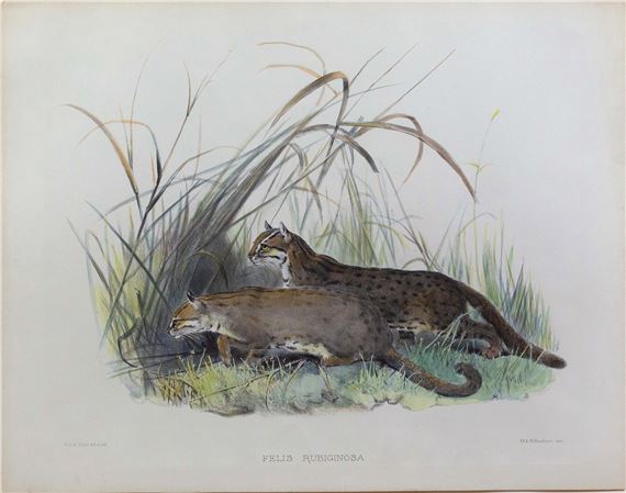 Daniel Giraud Elliot | Felis Rubiginosa - Rubinginous Cat (1878 - 1881 ...
