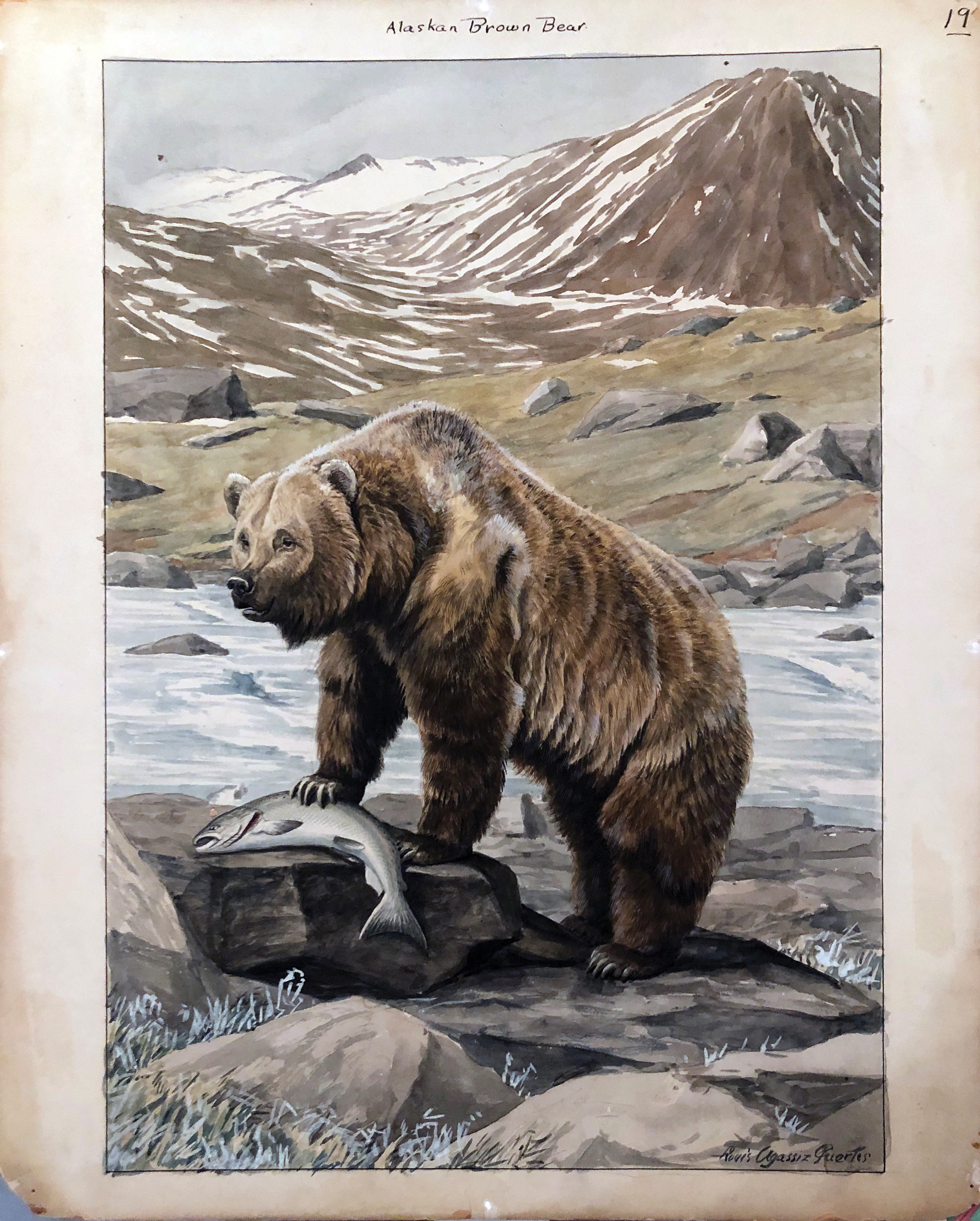 Louis Agassiz Fuertes | Alaskan Brown Bear | MutualArt