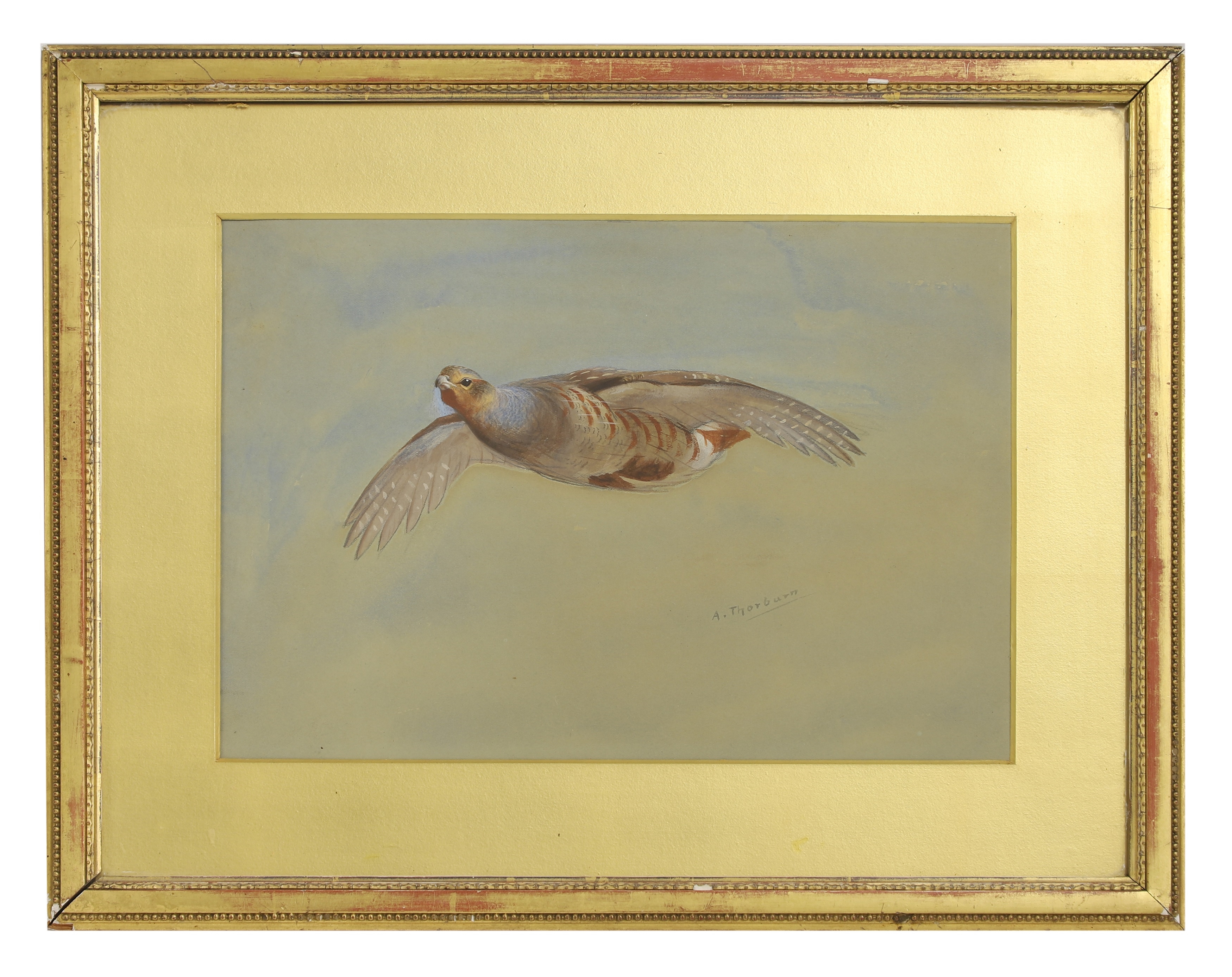 Archibald Thorburn | A partridge in flight | MutualArt