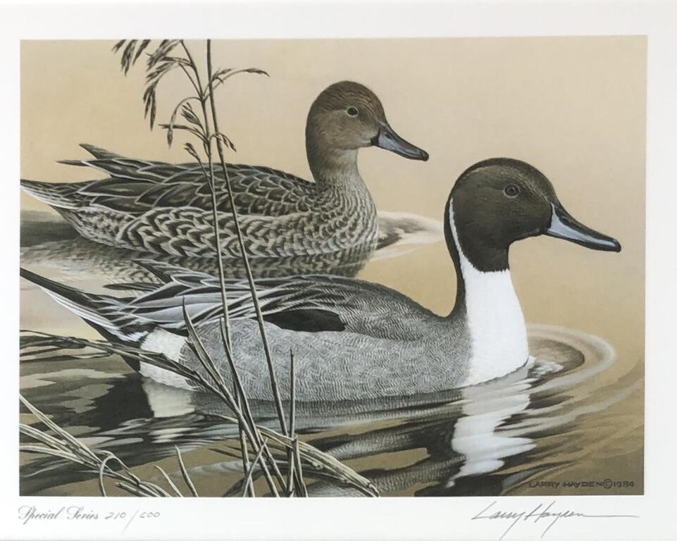 Larry Hayden | Larry Hayden Bois D'arc Pintails Duck Print | MutualArt