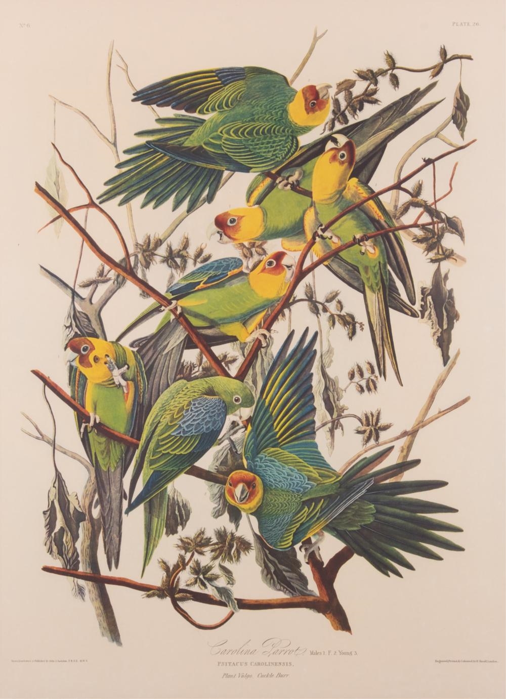 John James Audubon | Carolina Parrot | MutualArt