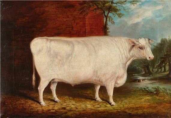 John Boultbee | Portrait of a prize-winning white bullock standing in a ...