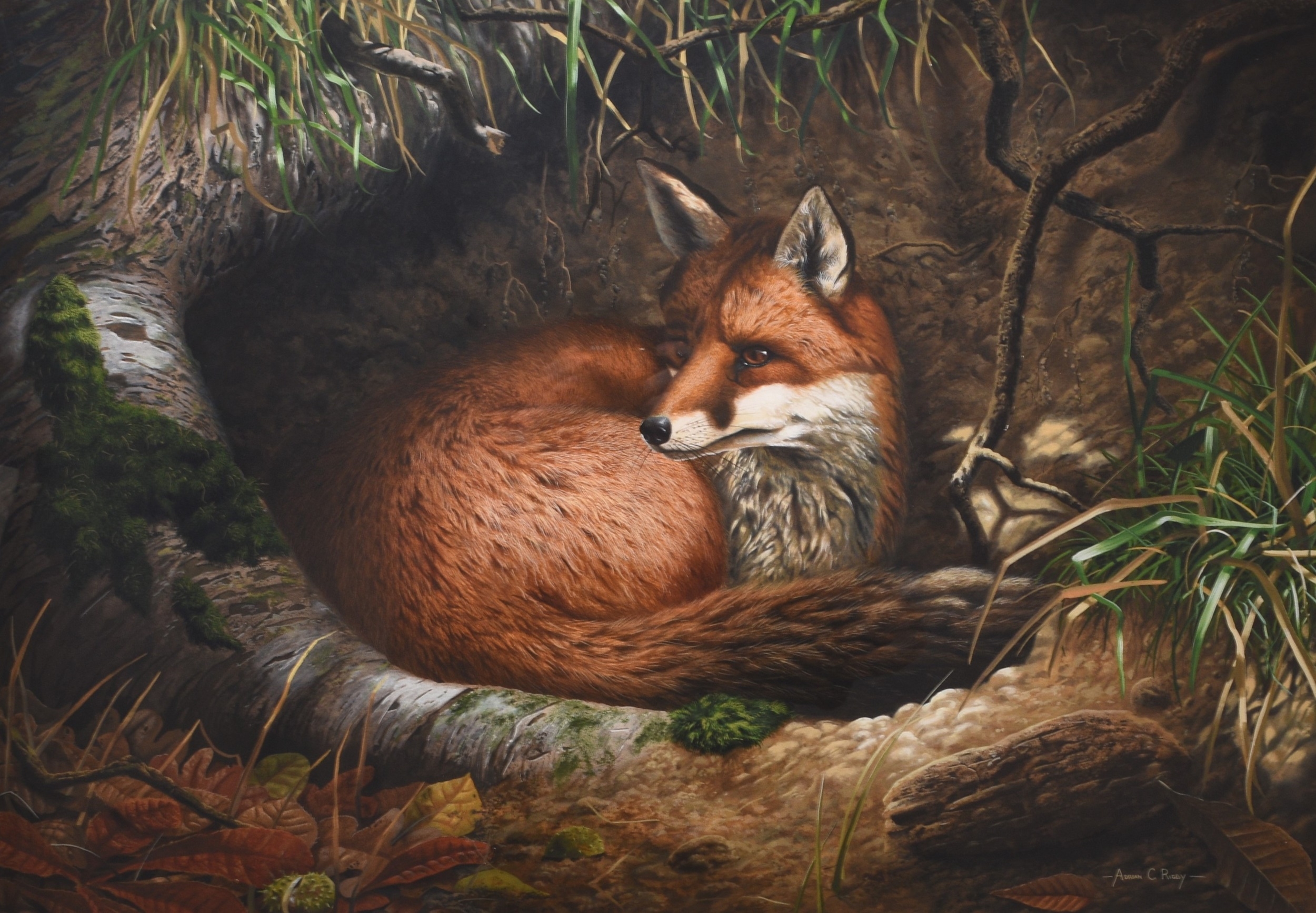 Adrian Rigby | Adrian Rigby (b.1962) A Fox in a Hollow | MutualArt