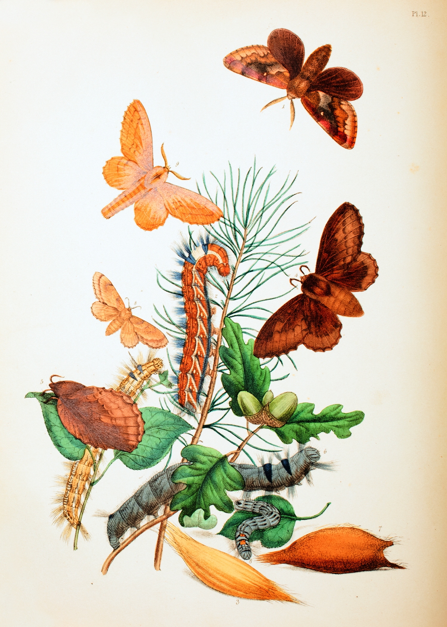 Thomas Sanderson | British Moths (1857) | MutualArt