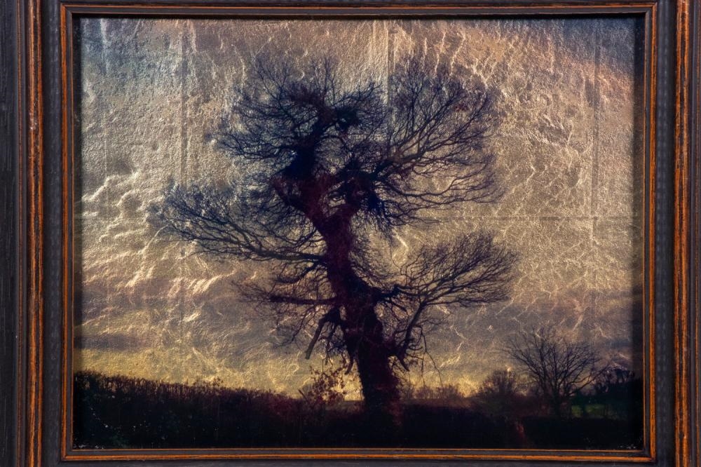 Kate Breakey | Big Tree, Birmingham | MutualArt