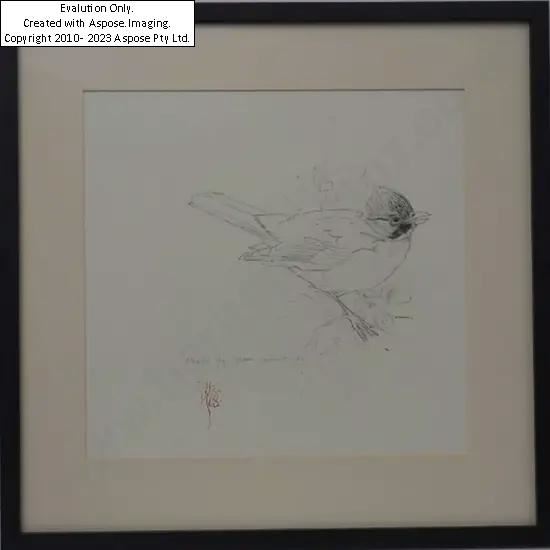 Raymond Harris Ching | Jay - pencil drawing for Reader's Digest Book of British Birds (1968 ...