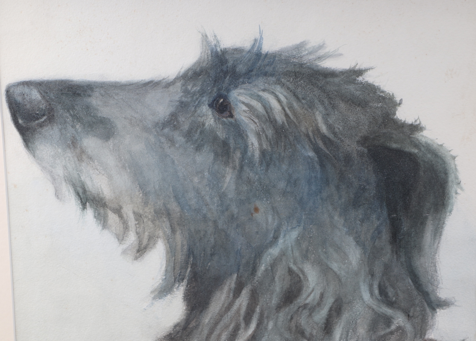 Joanna Saunt | Finn - study of a Wolfhound Lurcher | MutualArt