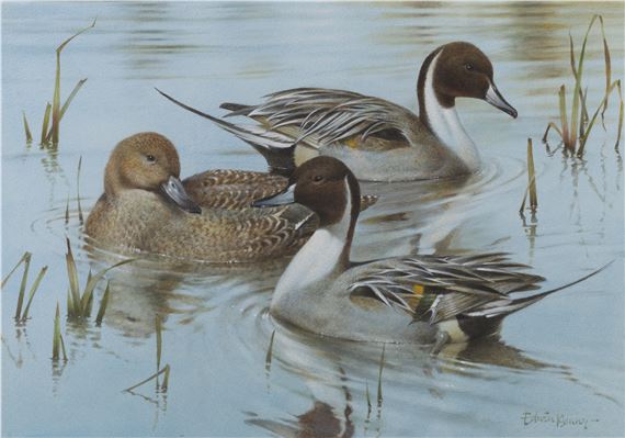 Edwin Penny | Pintail ducks | MutualArt