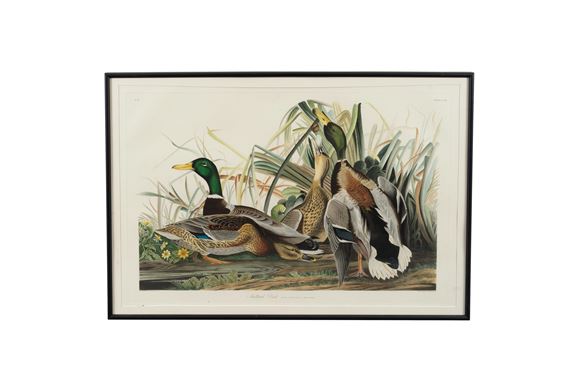 John James Audubon | A group of 4 folio plates fromBirds of America ...