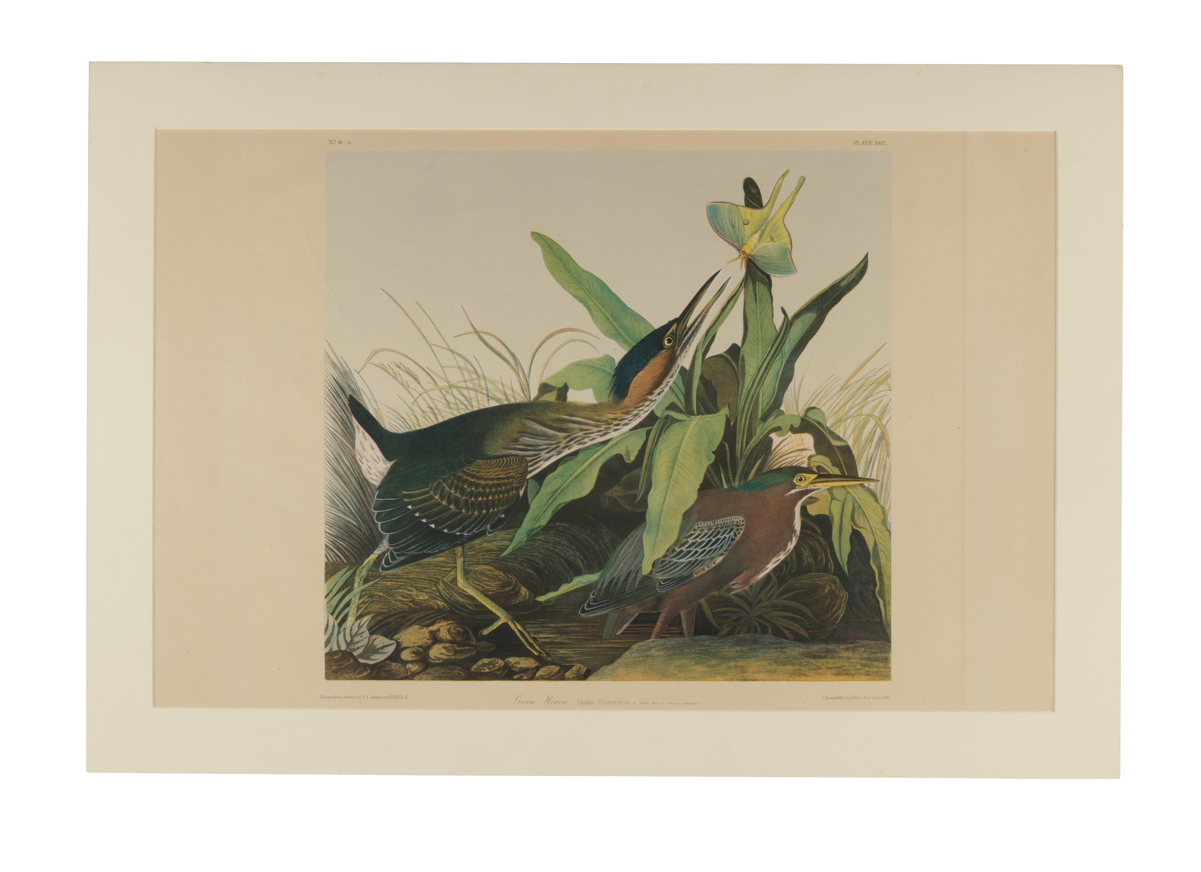 John James Audubon | A group of 4 folio plates fromBirds of America ...