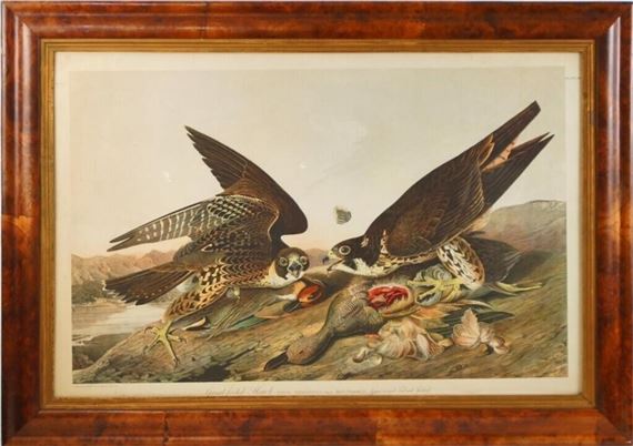 John James Audubon | Title: Great footed Hawk | MutualArt