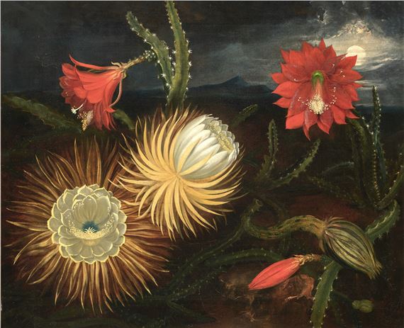 John Bridges | Cactus Selenicereus grandiflorus et speciosissimus du ...