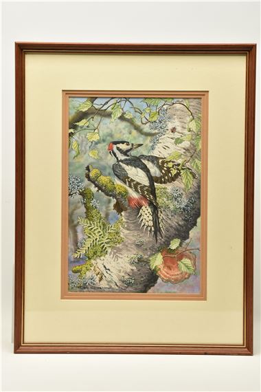 Robin Gibbard | 'GREAT SPOTTED WOODPECKER IN GLEN TILT' | MutualArt