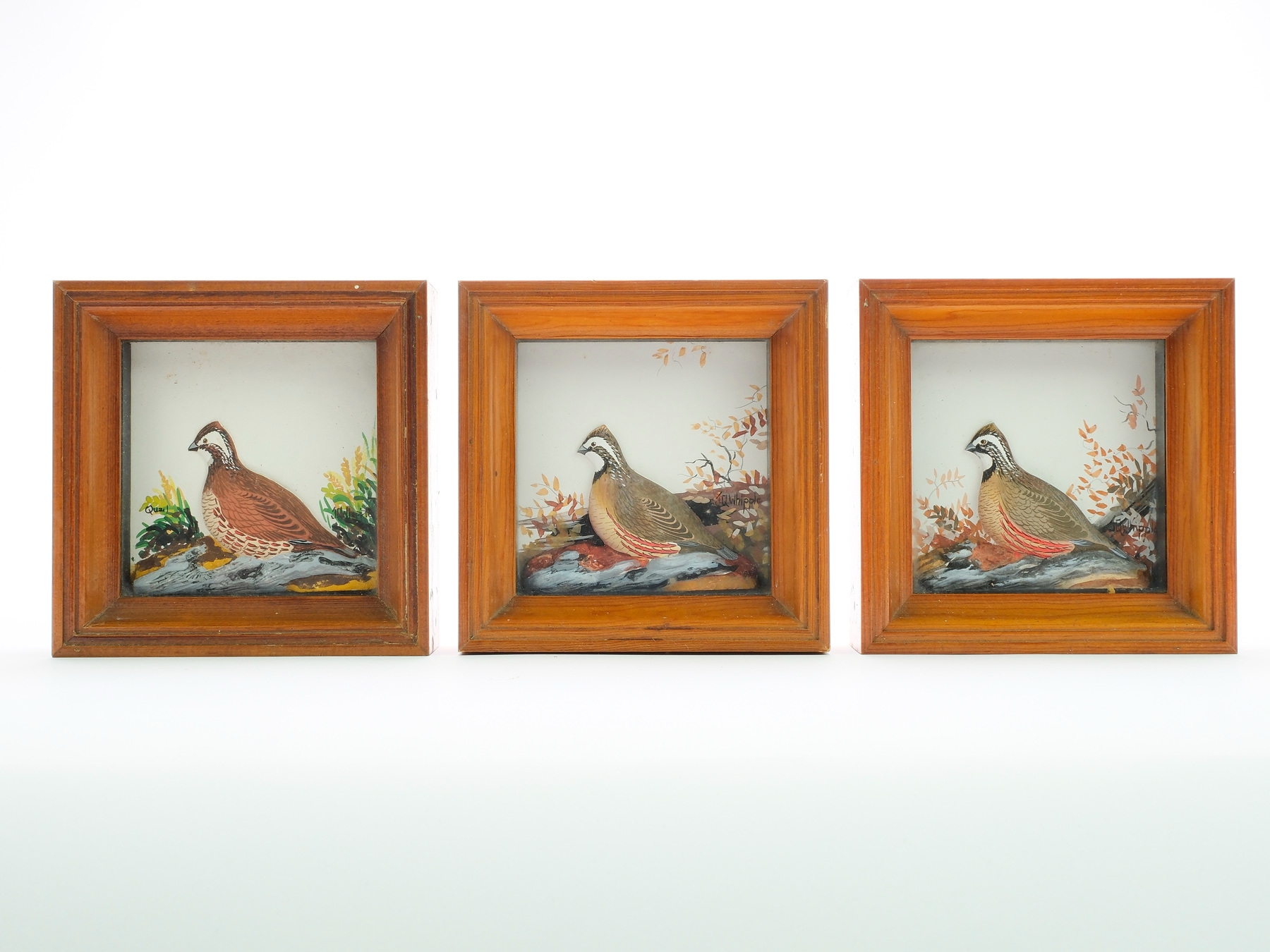 Joseph Quinn Whipple Sr | Birds are male and female bobwhite quail ...