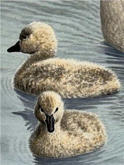 Simon Turvey | Swan and signets | MutualArt