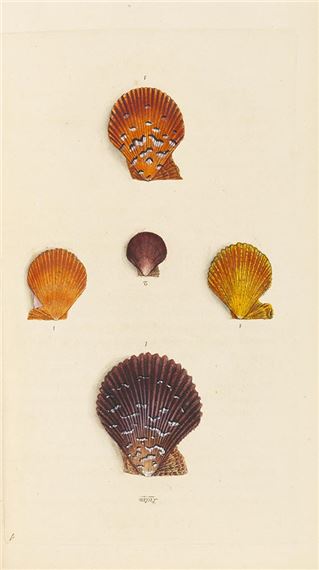 Edward Donovan | The Natural History of British Shells (1799) | MutualArt