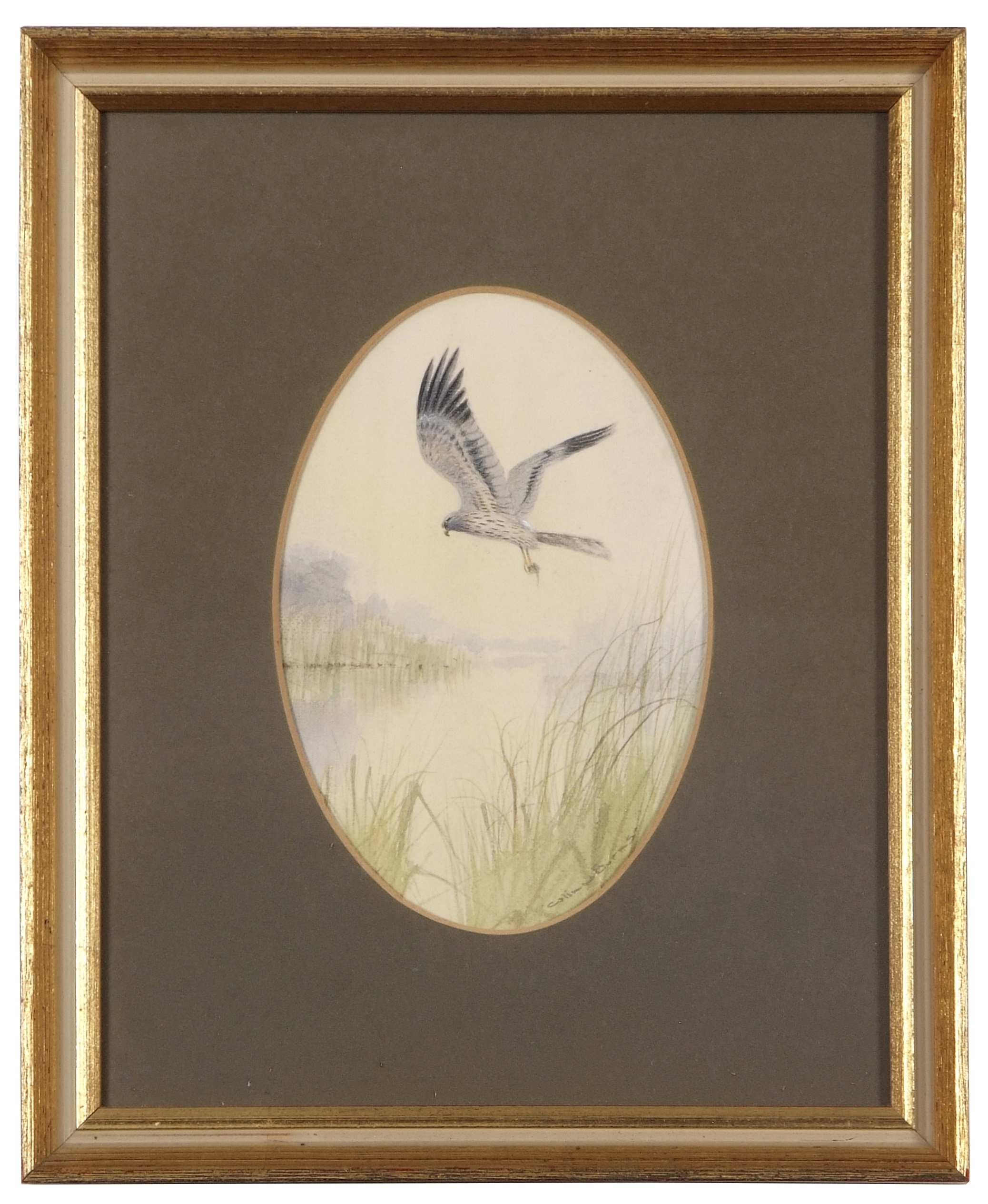 Colin W. Burns | Male Montagu's Harrier at Horsey Mere | MutualArt