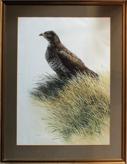 Laurel Tucker | Study of a Common Buzzard, signed and dated (19)77 ...
