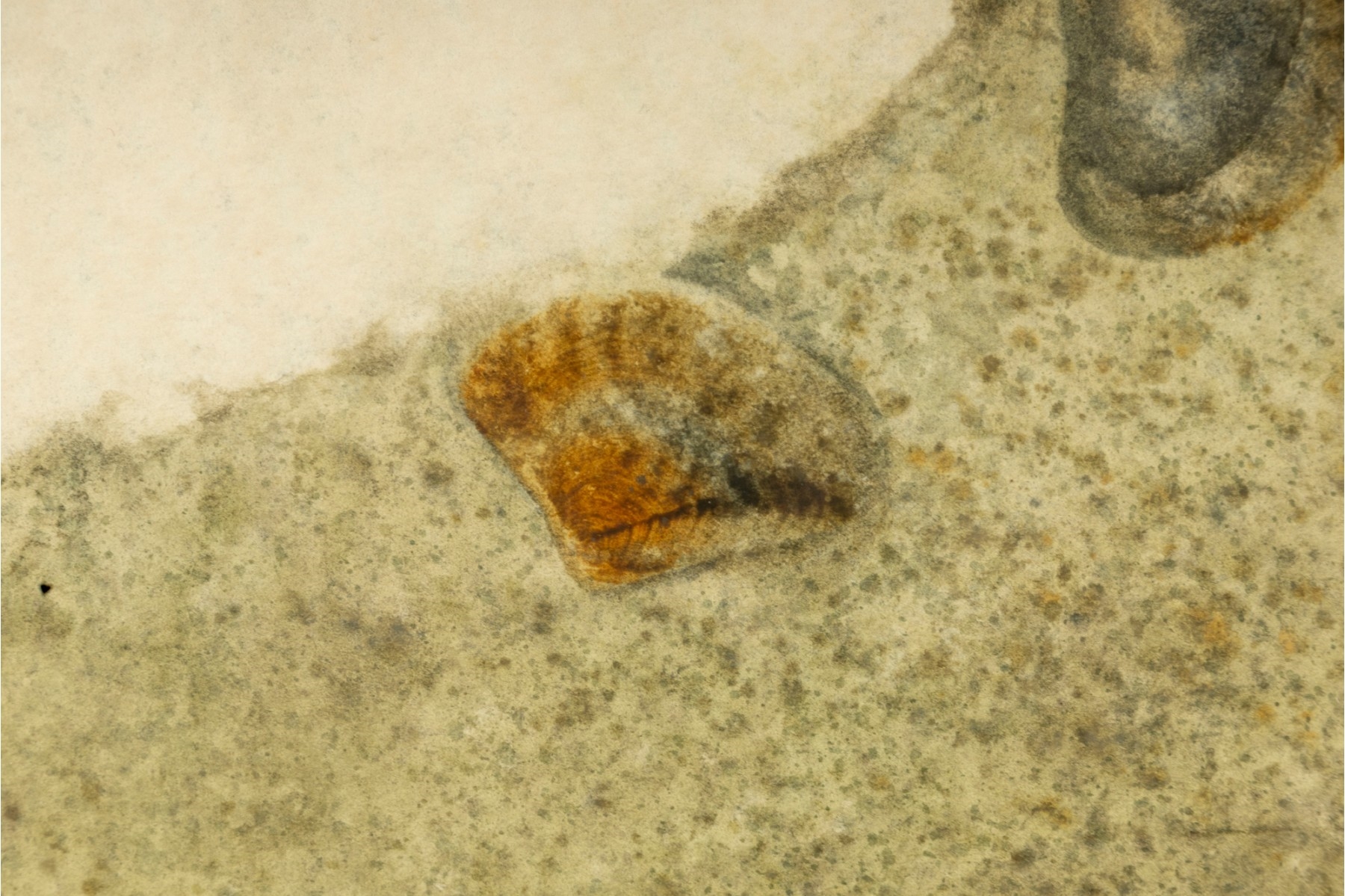 Lee Weiss | Surf, Edge and Shells (1969) | MutualArt