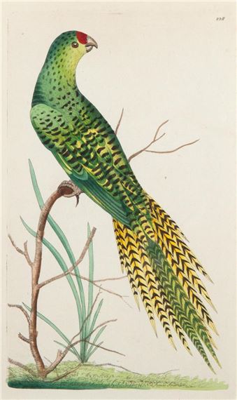 Frederick Polydore Nodder | GROUND PARROT | MutualArt