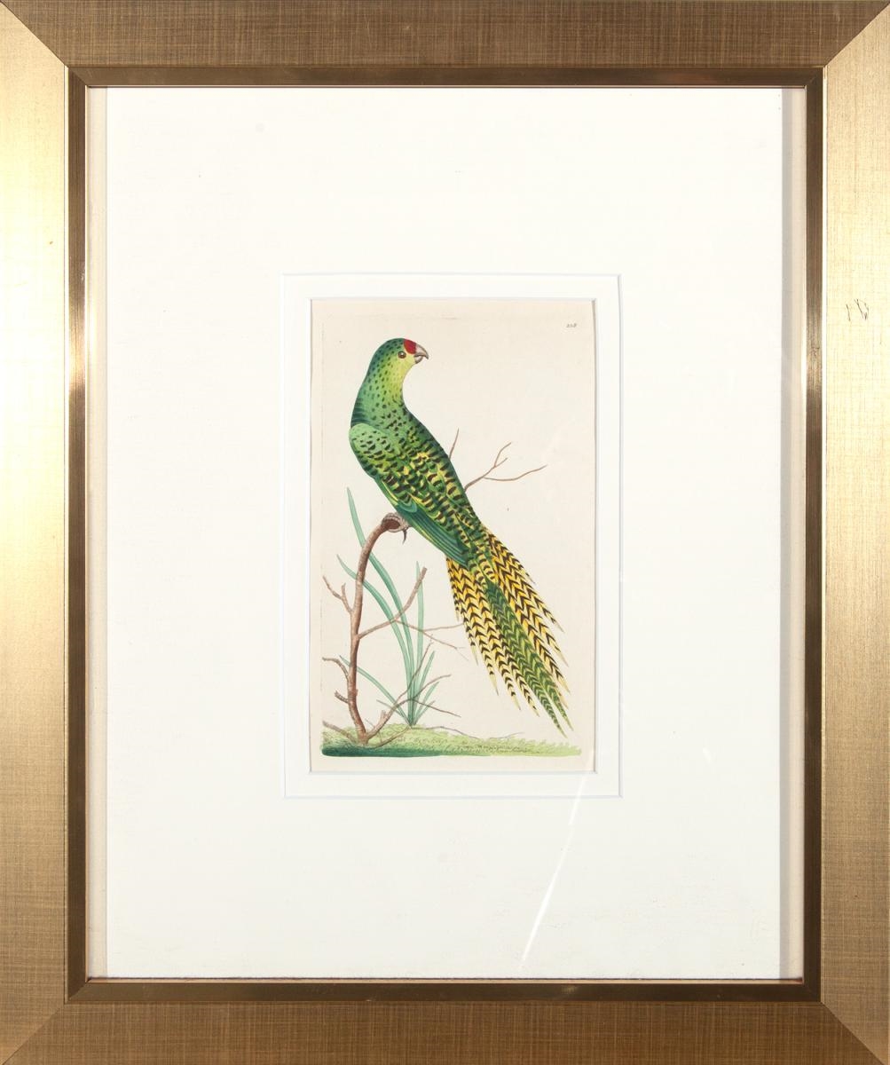 Frederick Polydore Nodder | GROUND PARROT | MutualArt