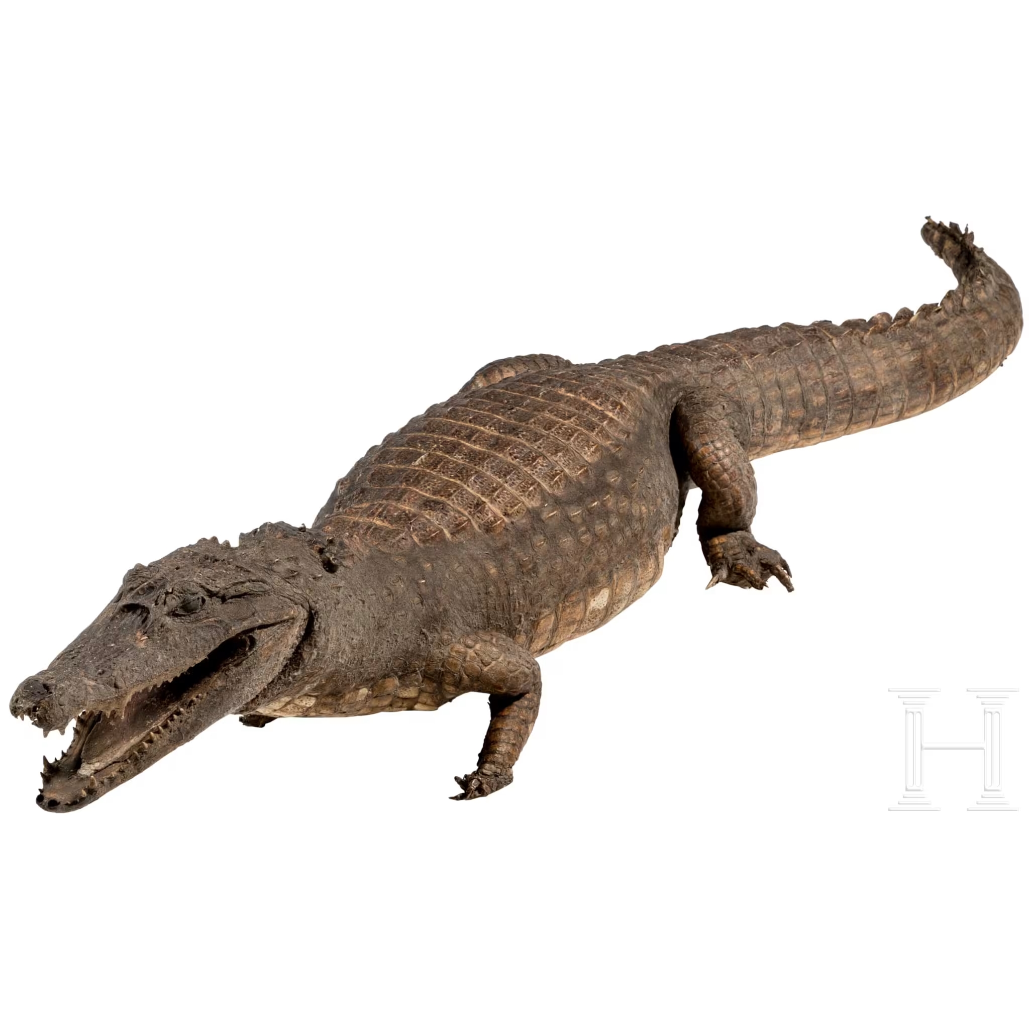 German School, 20th Century | Mounted crocodile (Circa 1900) | MutualArt