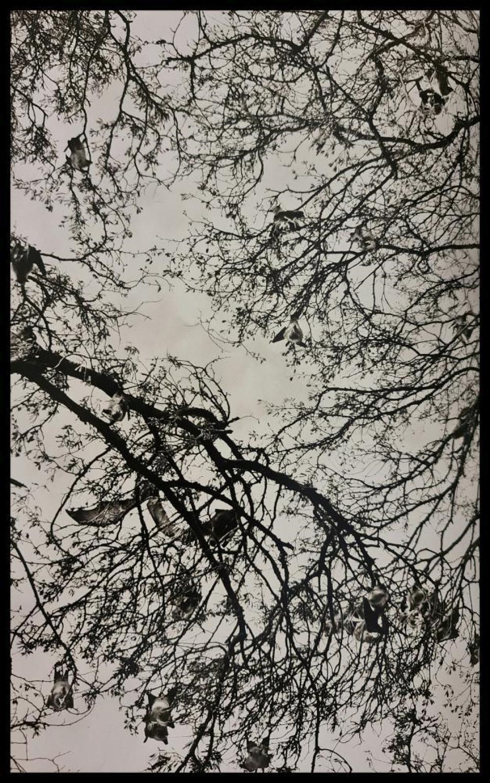 Sebastião Salgado | BATS ON A TAMARIND TREE (2010) | MutualArt