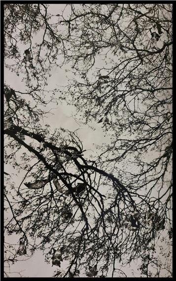 Sebastião Salgado | BATS ON A TAMARIND TREE (2010) | MutualArt
