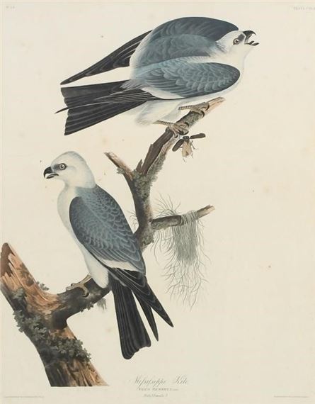 John James Audubon | AUDUBON BIRDS PRINT (1321) | MutualArt