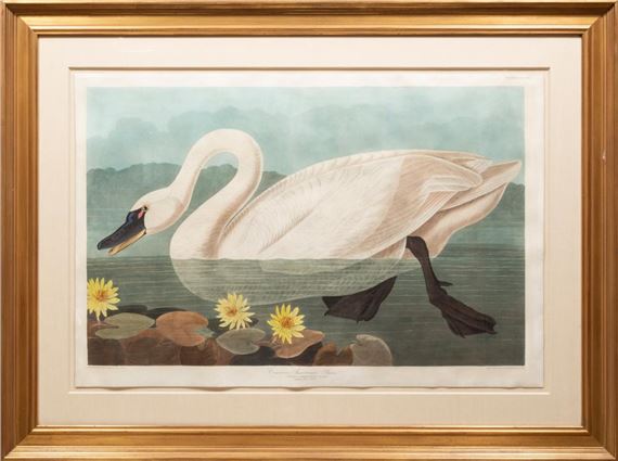 John James Audubon | Common American Swan | MutualArt