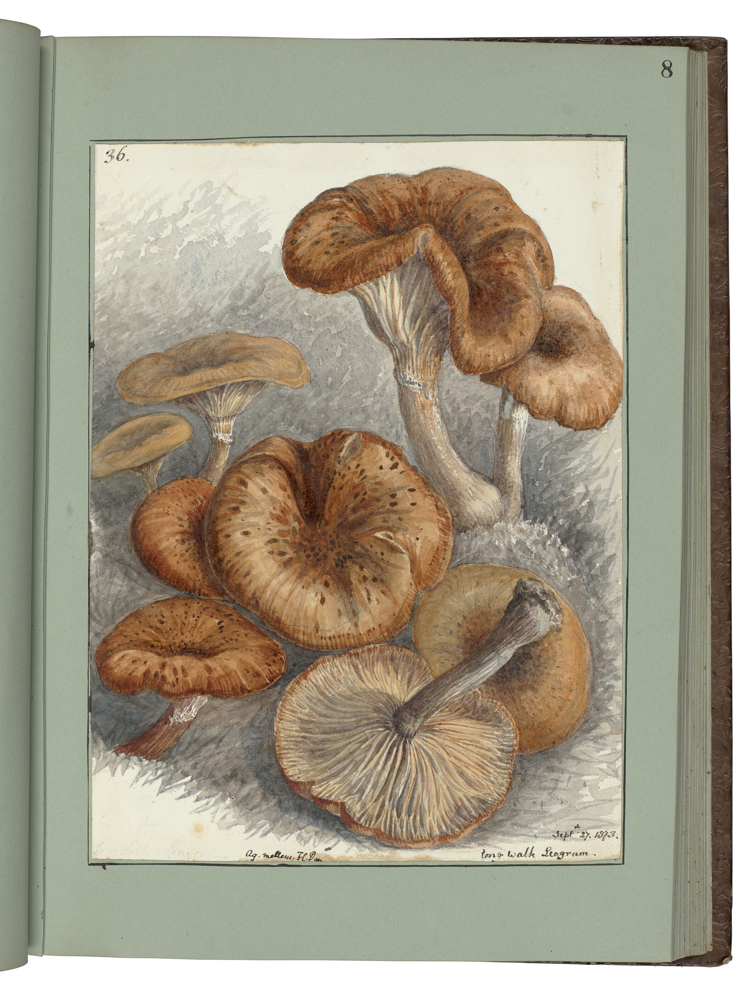 Robert Valentine Berkeley | Lancashire fungi (1872 - 1885) | MutualArt