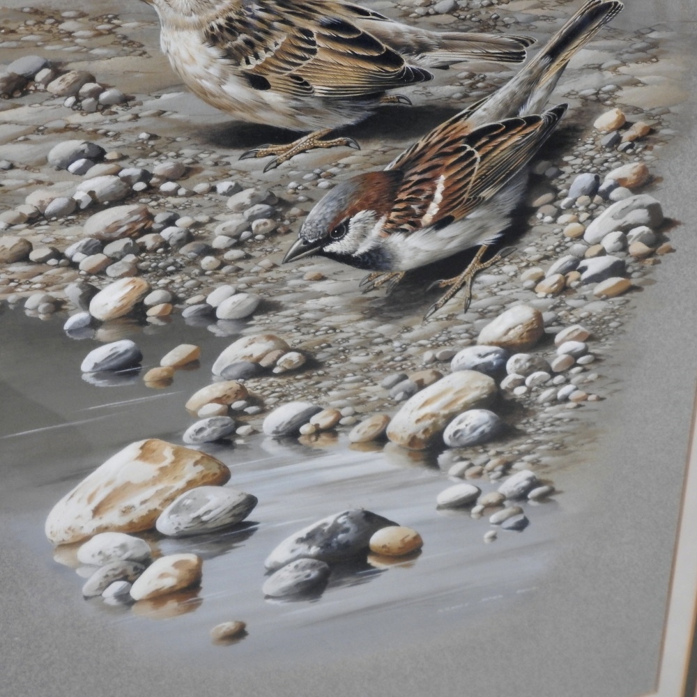 Terance James Bond | Sparrows | MutualArt