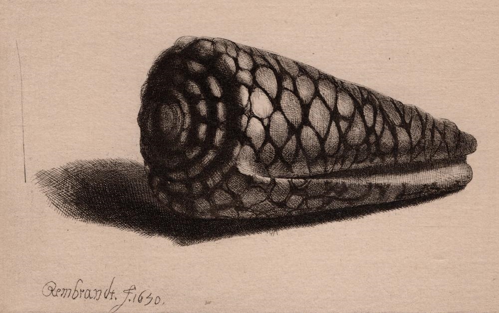 Rembrandt van Rijn | REMBRANDT 1800s Etching B159 The Shell Signed ...