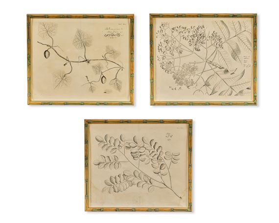 Henrik Draakestein | Hortus Indicus Malabaricus, (1637) | MutualArt