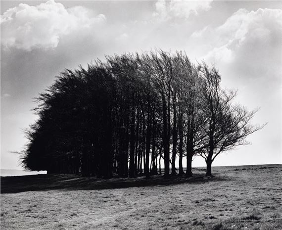 Fay Godwin | Barbery Castle Clump (1980s) | MutualArt