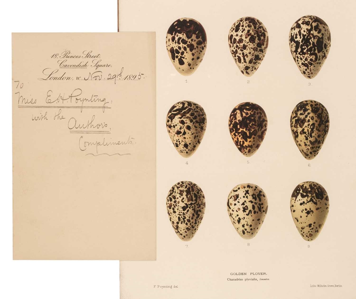 John Murray | Eggs of British Birds (1895) | MutualArt