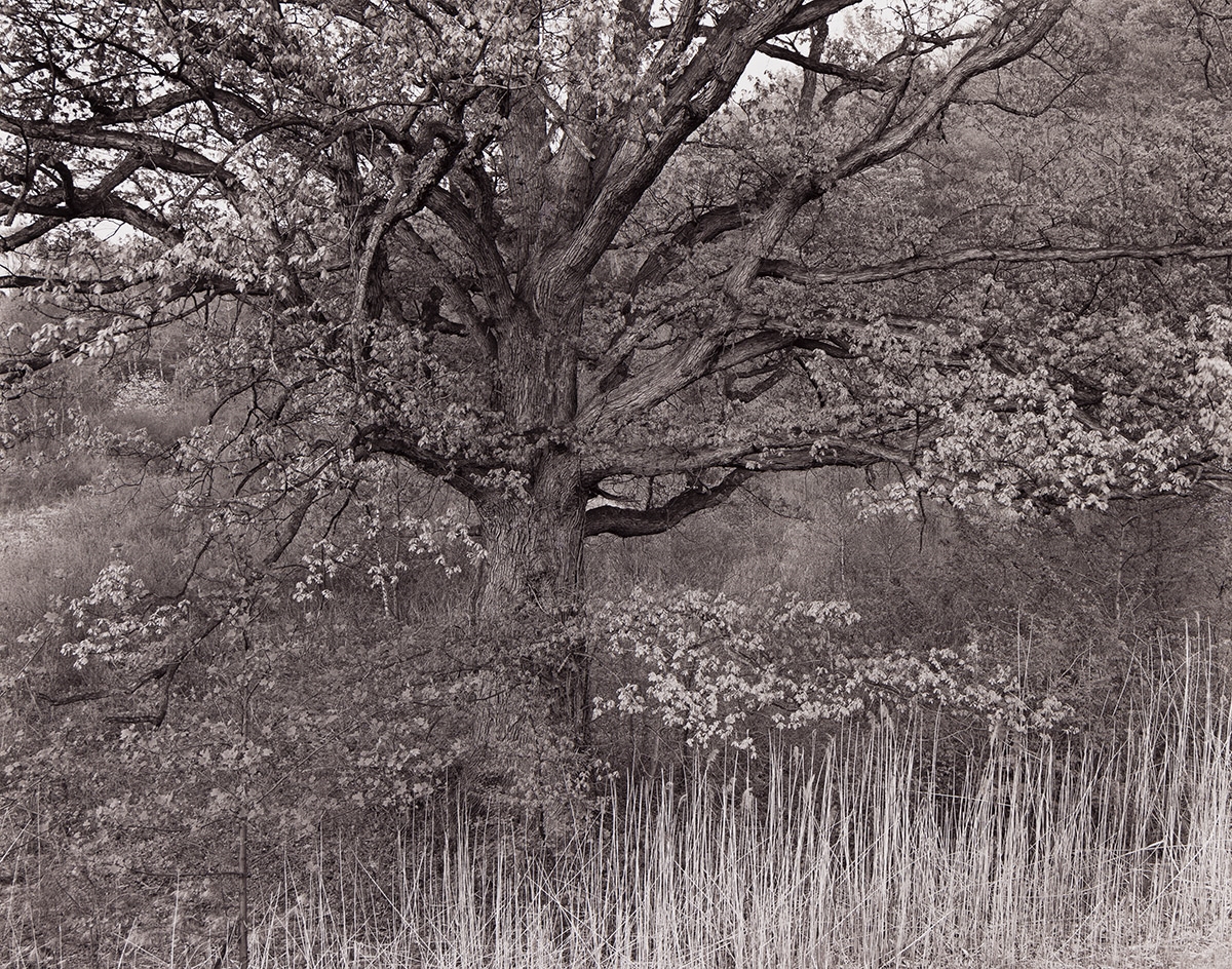 George Tice | Oak Tree | MutualArt