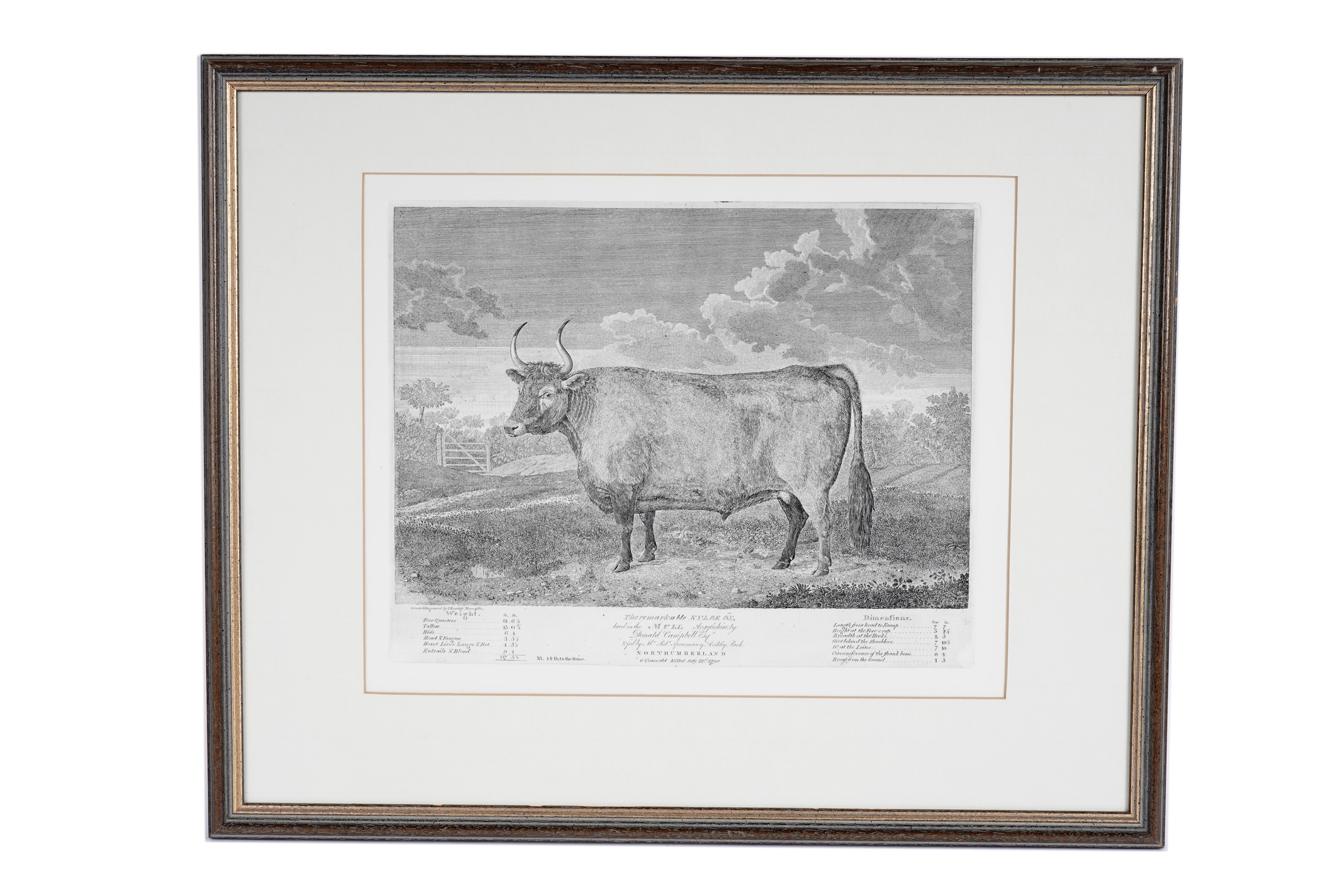 Thomas Bewick | The Remarkable Kyloe Ox | MutualArt