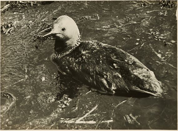 Albert Renger-Patzsch | Halsbandregenpfeifer | MutualArt