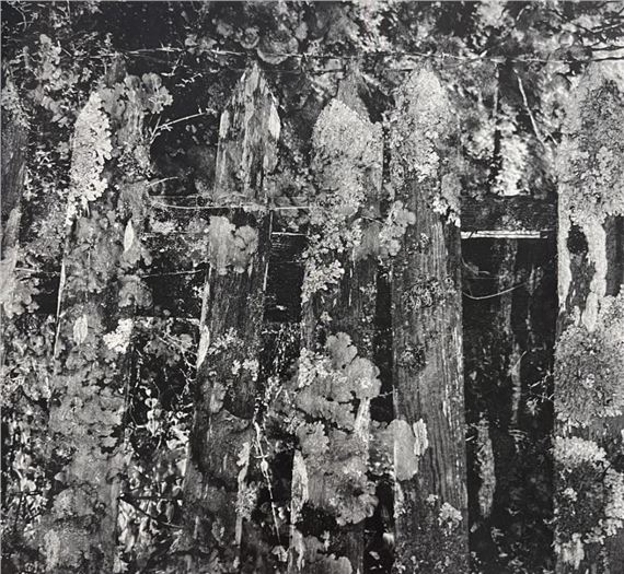 Wynn Bullock | WYNN BULLOCK, UNTITLED, 1960'S (1960) | MutualArt