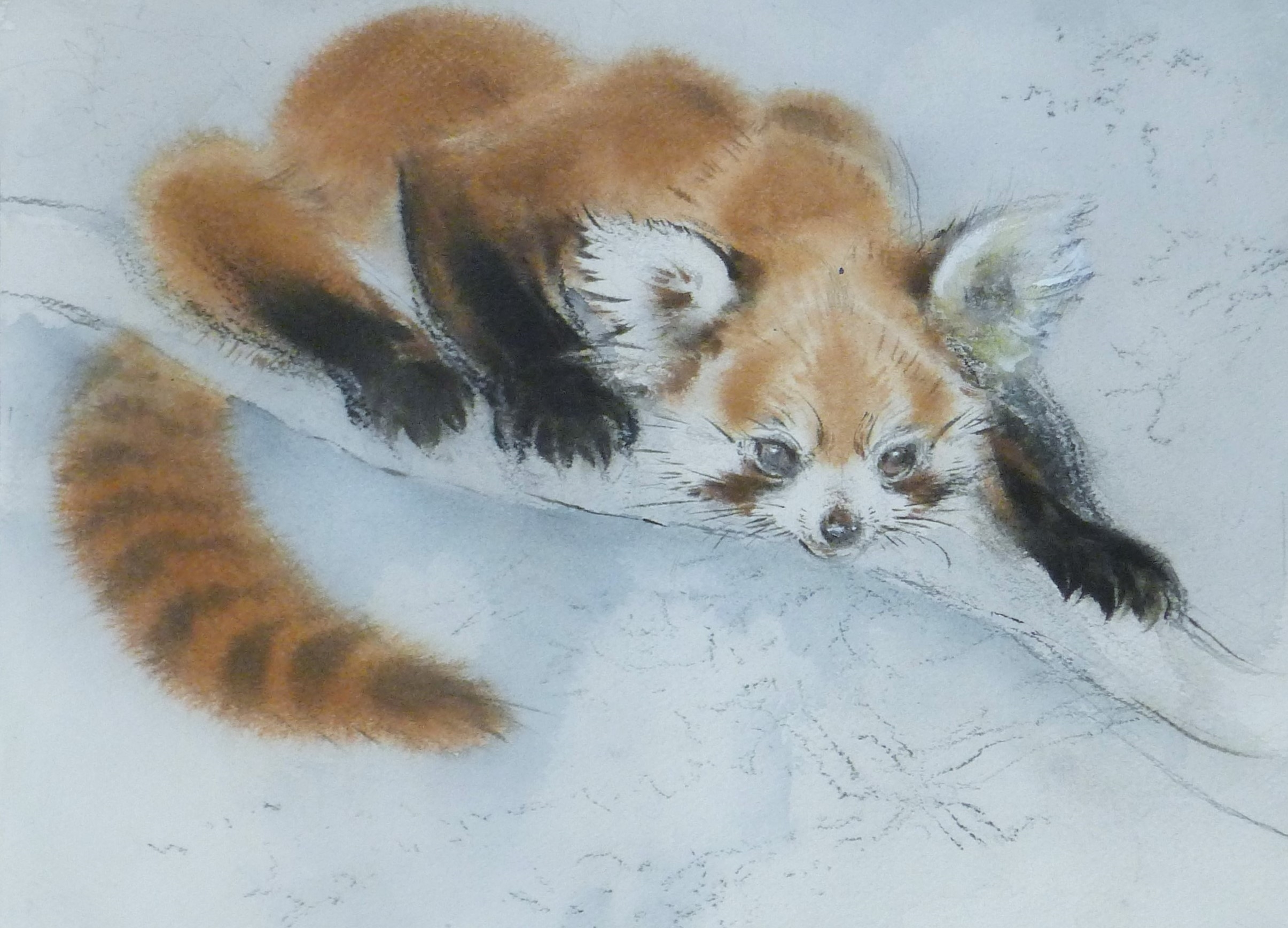 Ralph Thompson | British (AR), Red Panda, . 22 x 20 cm. | MutualArt