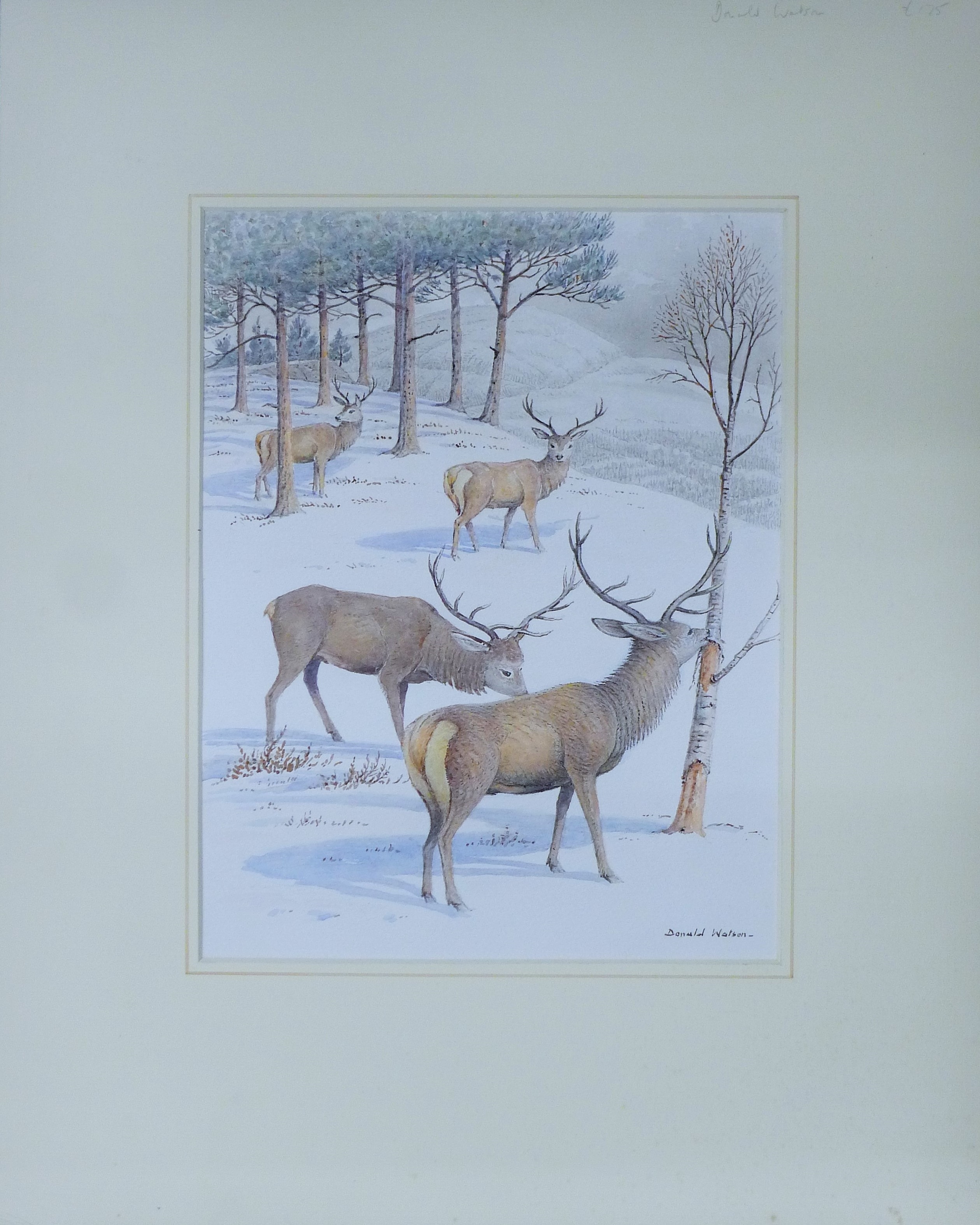 Donald Watson | DONALD | MutualArt