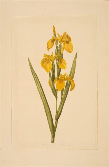 La Roche Laffitte | False iris - acore and banana tree with scarlet ...