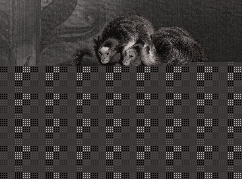 Henry Edward Landseer | Henry Landseer 1800s Engraving The Marmozettes ...