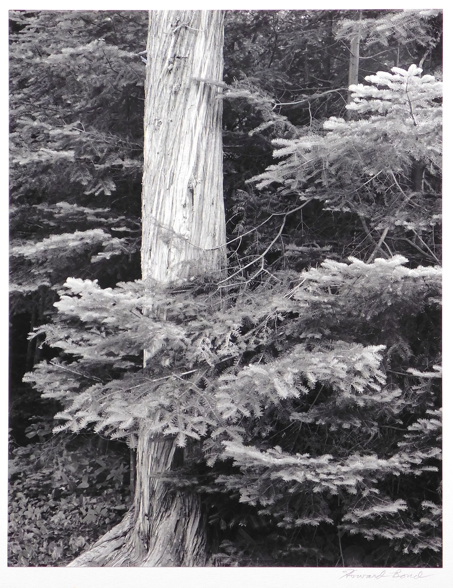 Howard Bond | Tree, Sand River (1989) | MutualArt