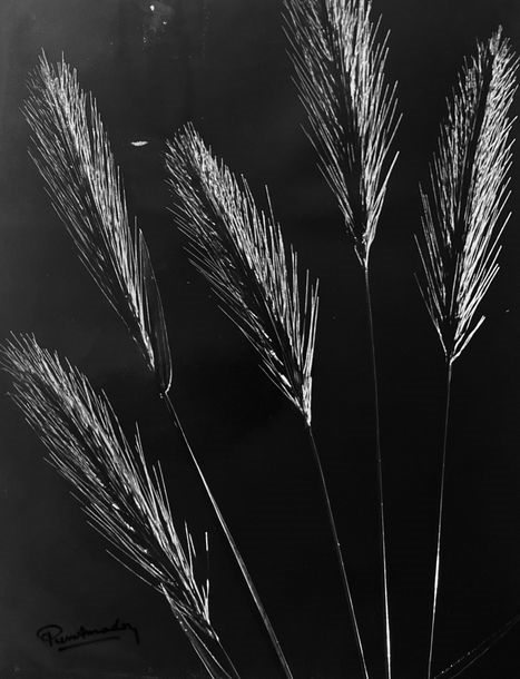 Pierre Auradon | Plant study | MutualArt
