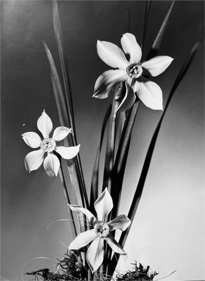 Pierre Tairraz | Mountain Flower Study (Circa 1960) | MutualArt
