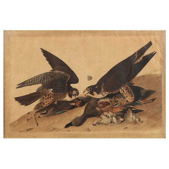 John James Audubon | Great Footed Hawk, Havell Edition | MutualArt